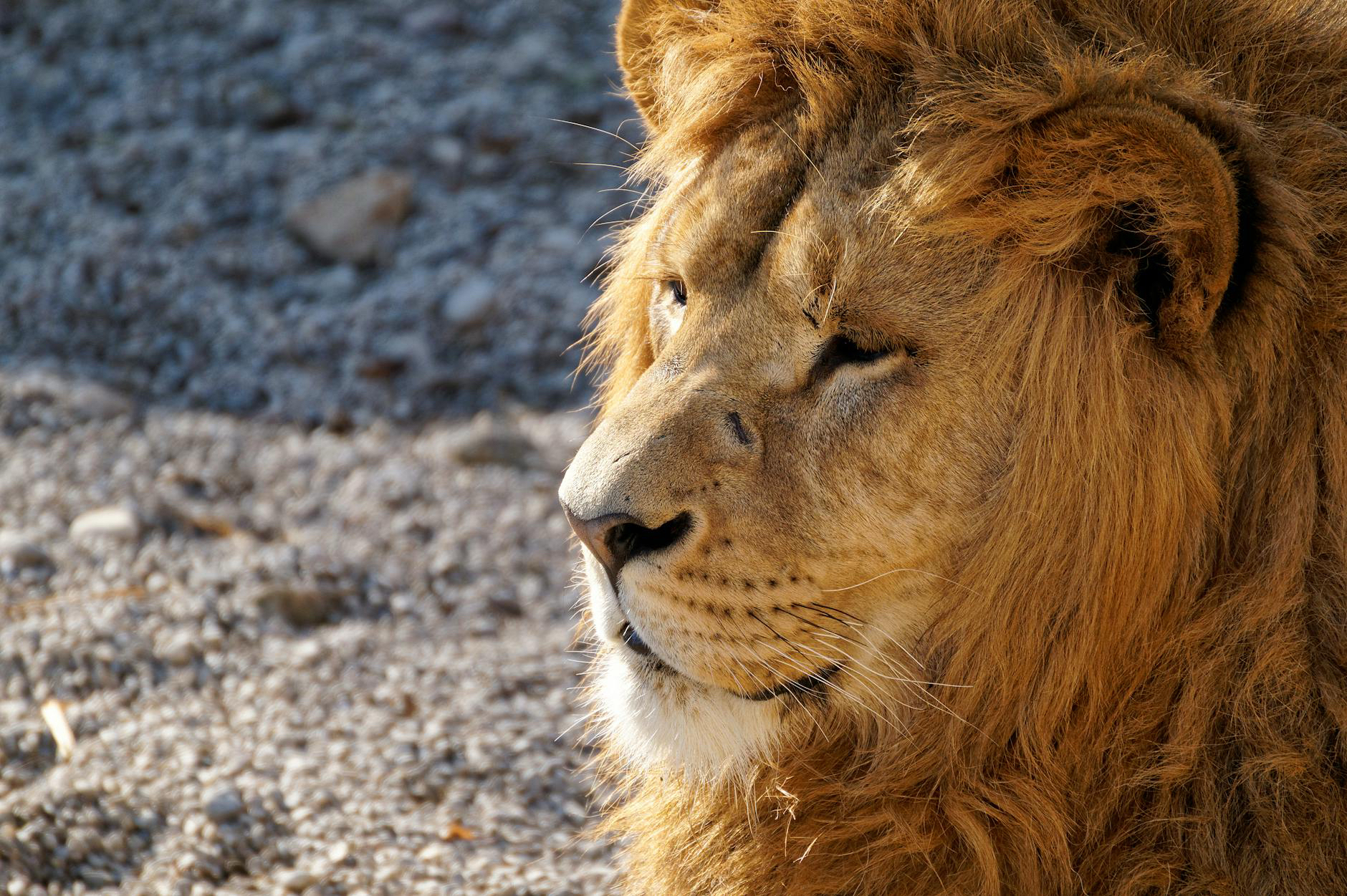 So You Want To Be a Lion Tamer – The Side Effects of Endorphins